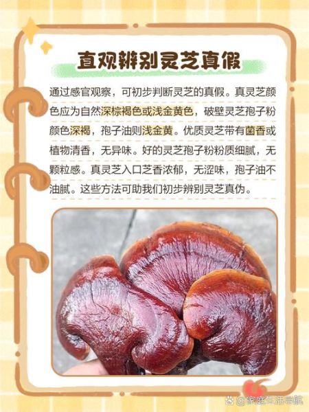 灵芝图片大全大图_如何辨别真假灵芝-第1张图片-山城妙识 灵芝图片大全大图_如何辨别真假灵芝-第1张图片-山城妙识