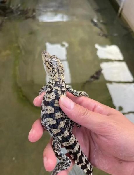 鳄鱼养殖技术_鳄鱼养殖需要什么条件-第1张图片-山城妙识