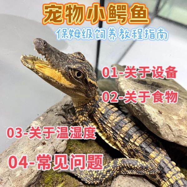 鳄鱼养殖技术_鳄鱼养殖需要什么条件-第2张图片-山城妙识