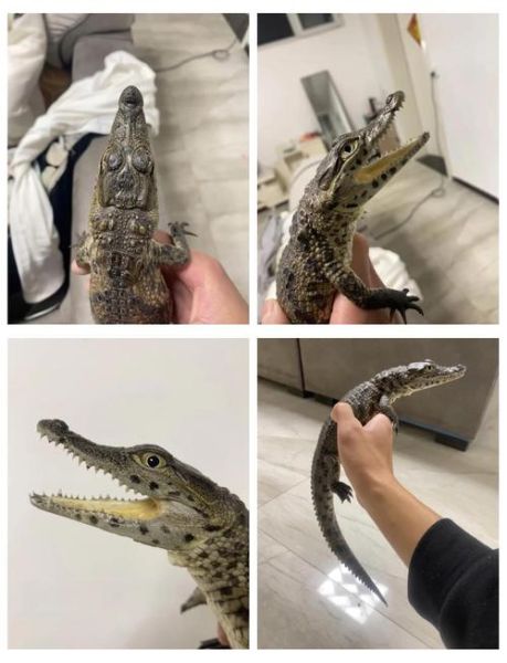 鳄鱼养殖技术_鳄鱼养殖需要什么条件-第3张图片-山城妙识