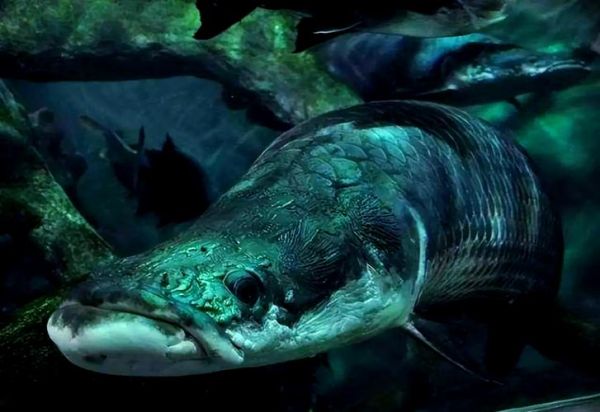 世界上最大的黑鱼有多大_巨骨舌鱼能长多长-第1张图片-山城妙识