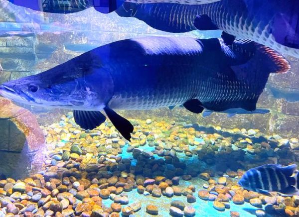 世界上最大的黑鱼有多大_巨骨舌鱼能长多长-第2张图片-山城妙识