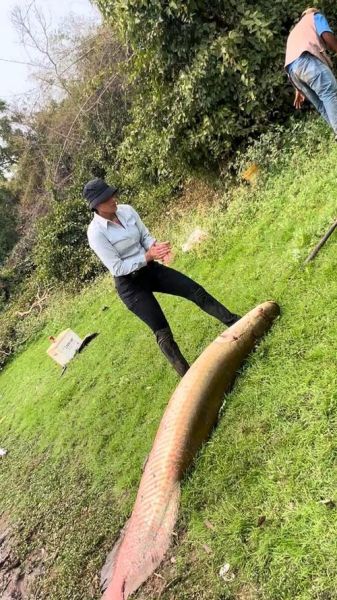 世界上最大的黑鱼有多大_巨骨舌鱼能长多长-第3张图片-山城妙识