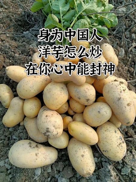 洋芋头怎么做好吃_洋芋头营养价值高吗-第3张图片-山城妙识