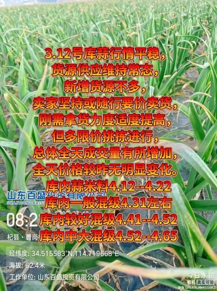 大蒜头价格为什么上涨_今年大蒜多少钱一斤-第3张图片-山城妙识