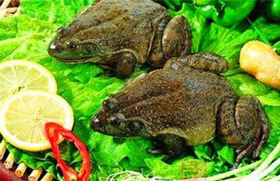 田鸡是什么生肖_田鸡属于十二生肖吗-第2张图片-山城妙识