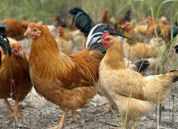 田鸡是什么生肖_田鸡属于十二生肖吗-第3张图片-山城妙识