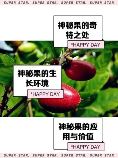 神秘果图片_神秘果图片的功效与作用-第3张图片-山城妙识