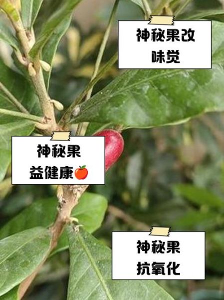 神秘果图片_神秘果图片的功效与作用-第2张图片-山城妙识