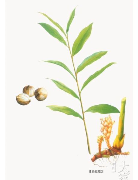 白蔻香料作用_白蔻在卤水中的用量是多少-第3张图片-山城妙识