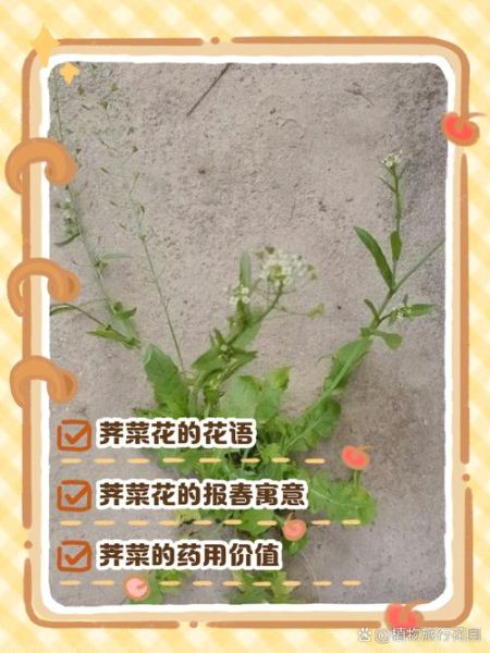 荠菜花的花语是什么_荠菜花代表什么寓意-第1张图片-山城妙识