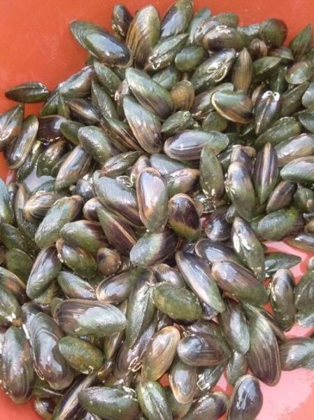 河蚌图片怎么拍_河蚌高清图哪里找-第1张图片-山城妙识