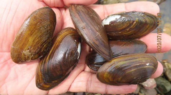 河蚌图片怎么拍_河蚌高清图哪里找-第2张图片-山城妙识