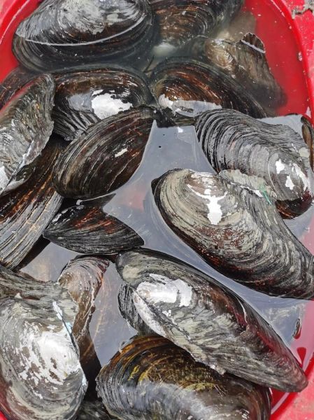 河蚌图片怎么拍_河蚌高清图哪里找-第3张图片-山城妙识