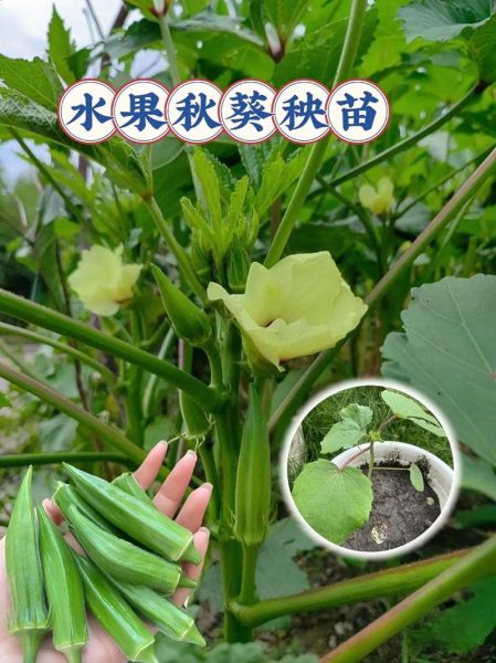 黄秋葵的功效与作用_黄秋葵的禁忌有哪些-第1张图片-山城妙识