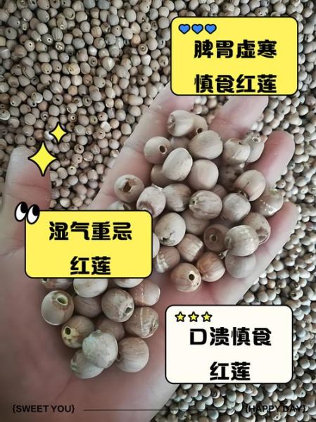 红莲子怎么吃_红莲子的正确吃法-第2张图片-山城妙识 红莲子怎么吃_红莲子的正确吃法-第2张图片-山城妙识