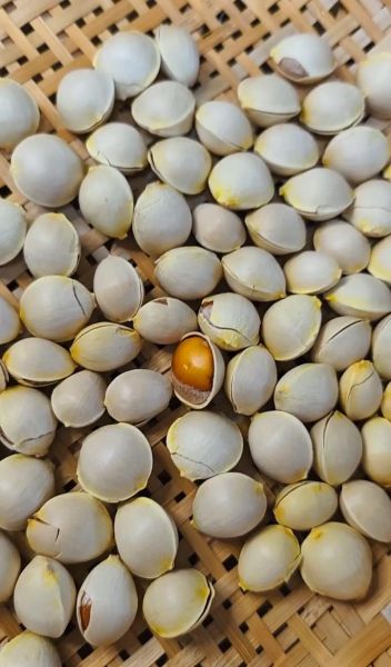 白果祛斑偏方怎么用_白果祛斑真的有效吗-第1张图片-山城妙识 白果祛斑偏方怎么用_白果祛斑真的有效吗-第1张图片-山城妙识