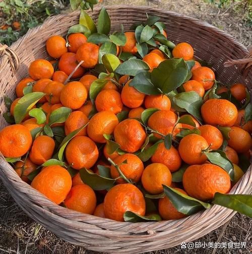 中国十大橘子排名_哪个品种最甜-第2张图片-山城妙识