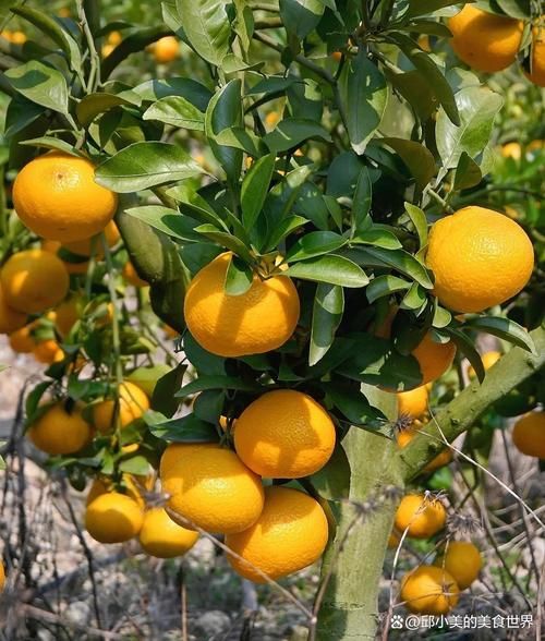 中国十大橘子排名_哪个品种最甜-第3张图片-山城妙识