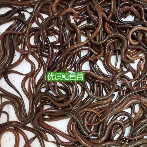 鳝鱼苗怎么挑选_鳝鱼苗养殖技术视频-第2张图片-山城妙识