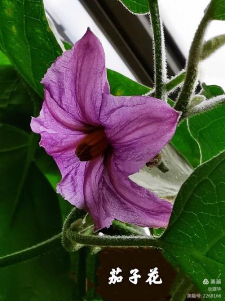 胡茄花长什么样_胡茄花有毒吗-第2张图片-山城妙识