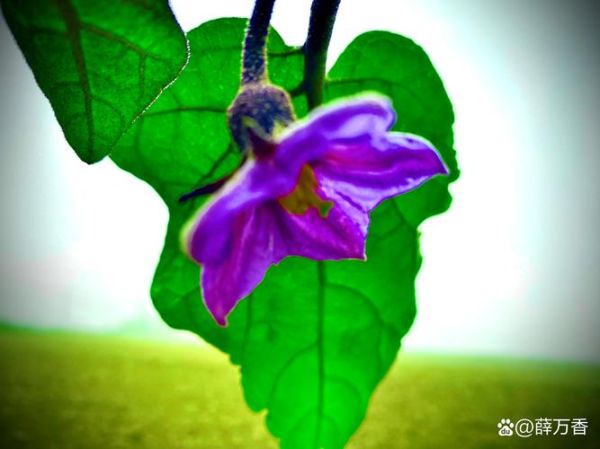 胡茄花长什么样_胡茄花有毒吗-第1张图片-山城妙识