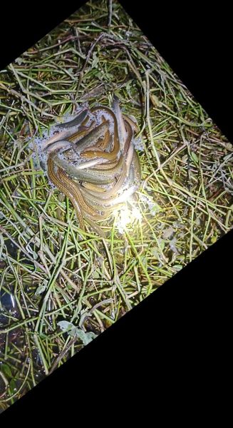 鳝鱼苗怎么挑选_鳝鱼苗养殖技术视频-第3张图片-山城妙识