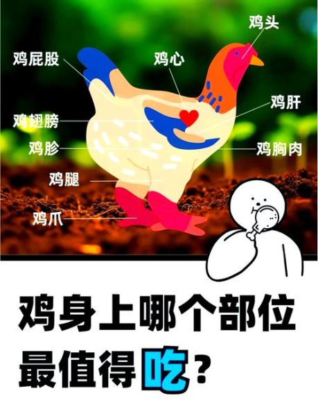 鸡睾丸和鸡肾的区别图_哪个部位更补-第3张图片-山城妙识
