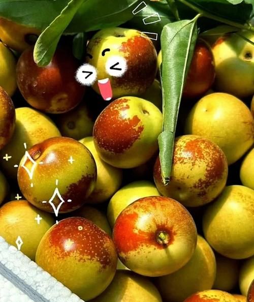 枣子种类大全_哪个品种最好吃-第3张图片-山城妙识