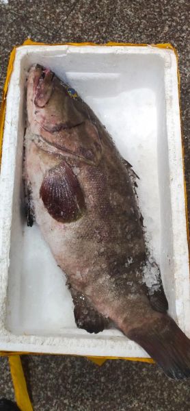 石斑鱼有毒吗_市场上卖的石斑鱼安全吗-第2张图片-山城妙识