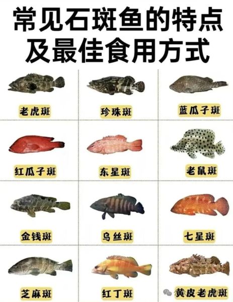 石斑鱼有毒吗_市场上卖的石斑鱼安全吗-第3张图片-山城妙识