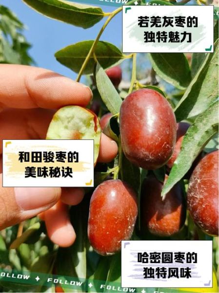 枣子种类大全_哪个品种最好吃-第1张图片-山城妙识