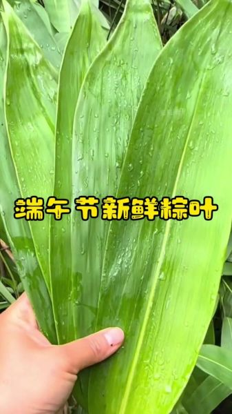 真正的粽叶是什么叶子_粽叶和箬叶区别-第2张图片-山城妙识 真正的粽叶是什么叶子_粽叶和箬叶区别-第2张图片-山城妙识
