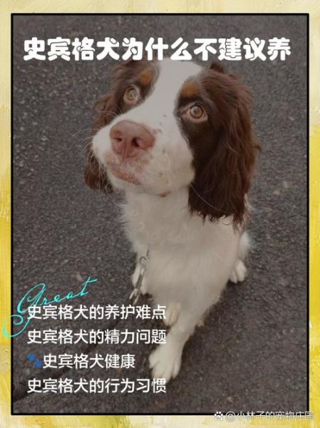 史宾格为什么不好养_史宾格犬缺点有哪些-第1张图片-山城妙识 史宾格为什么不好养_史宾格犬缺点有哪些-第1张图片-山城妙识