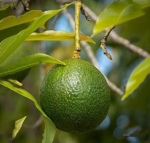 牛油果真的是骗局吗_牛油果营养价值真相-第3张图片-山城妙识