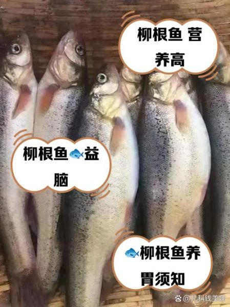 柳根鱼多少钱一斤_柳根鱼怎么做好吃-第1张图片-山城妙识