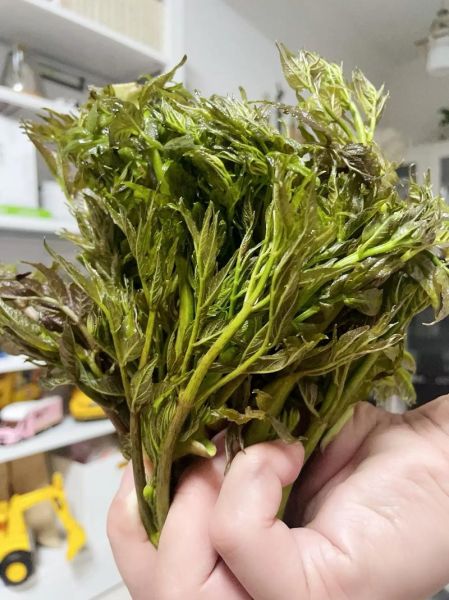 刺老芽和香椿一样吗_刺老芽与香椿的区别-第1张图片-山城妙识 刺老芽和香椿一样吗_刺老芽与香椿的区别-第1张图片-山城妙识