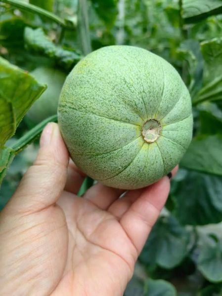 绿宝甜瓜的功效与作用_绿宝甜瓜怎么吃最营养-第2张图片-山城妙识 绿宝甜瓜的功效与作用_绿宝甜瓜怎么吃最营养-第2张图片-山城妙识