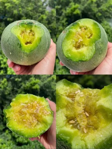 绿宝甜瓜的功效与作用_绿宝甜瓜怎么吃最营养-第1张图片-山城妙识 绿宝甜瓜的功效与作用_绿宝甜瓜怎么吃最营养-第1张图片-山城妙识