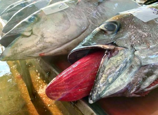 吞拿鱼是海鲜吗_吞拿鱼属于哪类食材-第3张图片-山城妙识 吞拿鱼是海鲜吗_吞拿鱼属于哪类食材-第3张图片-山城妙识