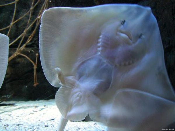 蝙蝠鱼怎么烧_蝙蝠鱼的家常做法-第1张图片-山城妙识