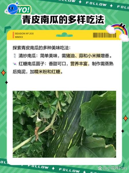 青皮小南瓜怎么挑选_青皮小南瓜营养价值-第1张图片-山城妙识