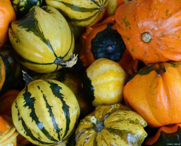 北瓜长什么样子_北瓜和南瓜的区别-第1张图片-山城妙识 北瓜长什么样子_北瓜和南瓜的区别-第1张图片-山城妙识