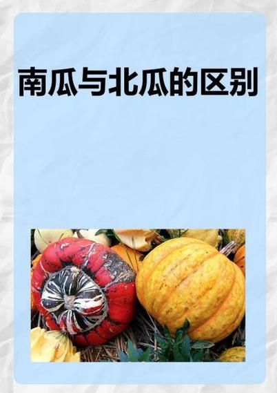 北瓜长什么样子_北瓜和南瓜的区别-第2张图片-山城妙识 北瓜长什么样子_北瓜和南瓜的区别-第2张图片-山城妙识