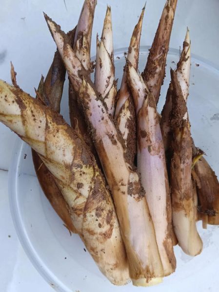 鞭笋汤怎么做好吃_鞭笋汤的家常做法-第2张图片-山城妙识