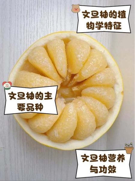 文旦的功效与作用_文旦和柚子有什么区别-第3张图片-山城妙识 文旦的功效与作用_文旦和柚子有什么区别-第3张图片-山城妙识