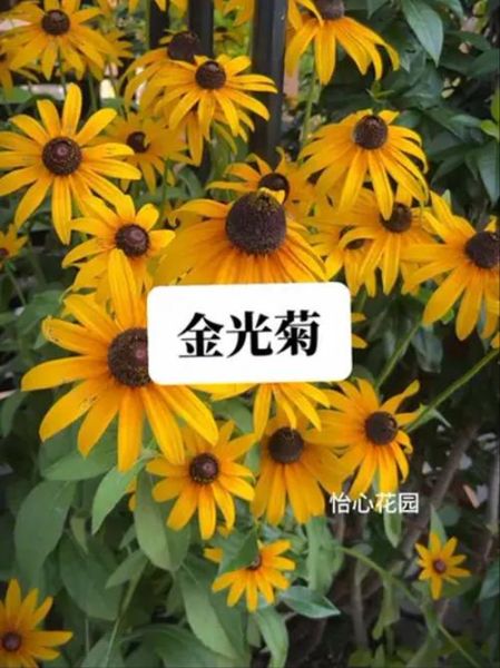 金光菊怎么养_金光菊的花期多久-第3张图片-山城妙识