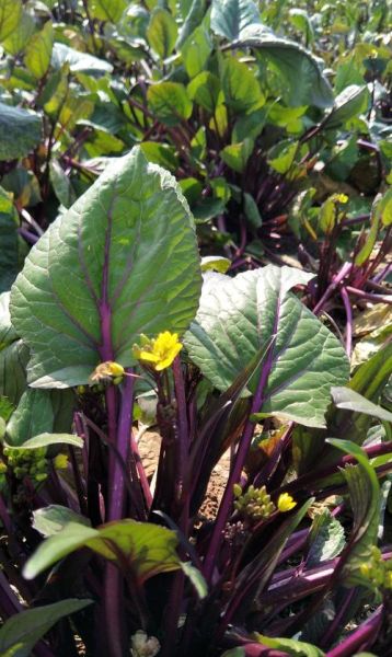 红油菜的做法大全_红油菜怎么炒才好吃-第3张图片-山城妙识