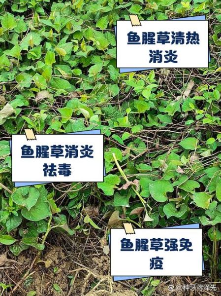 鱼腥草能长期泡水喝吗_鱼腥草的功效与禁忌-第3张图片-山城妙识