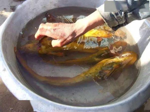 绵鱼和鲶鱼是一种鱼吗_区别与辨认技巧-第2张图片-山城妙识